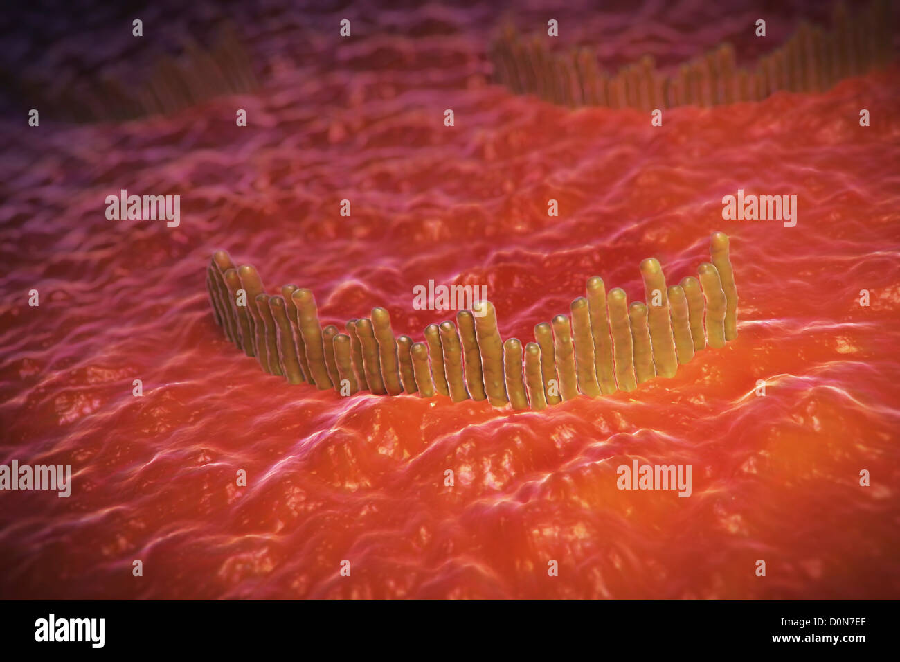 Sensory Hair Cells