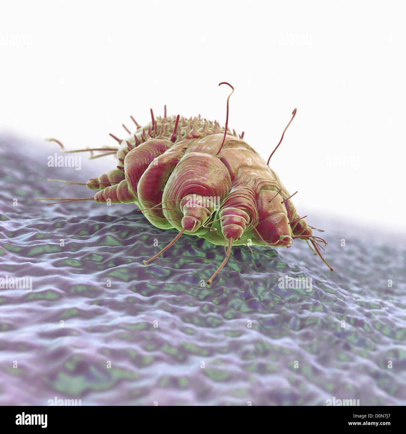 A Single Sarcoptes Scabiei Mite Which Is Cause Contagious Skin