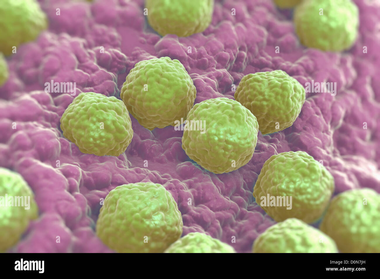 Rubella virus particles on cellular surface. Rubella disease commonly ...