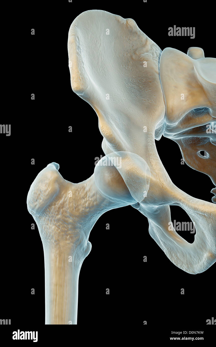 Close up hip joint synovial joint formed articulation rounded head ... Close up hip joint synovial joint formed articulation rounded head ...