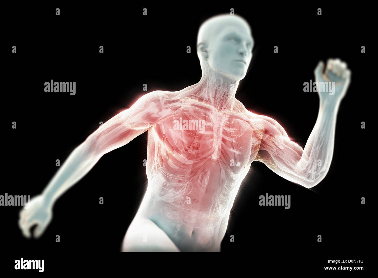 A running male figure with transparent skin to reveal the inner ...