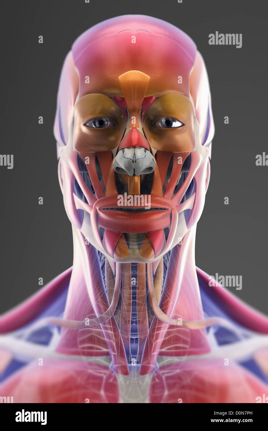 A transparent skin reveals the muscles and skeletal structures beneath ...