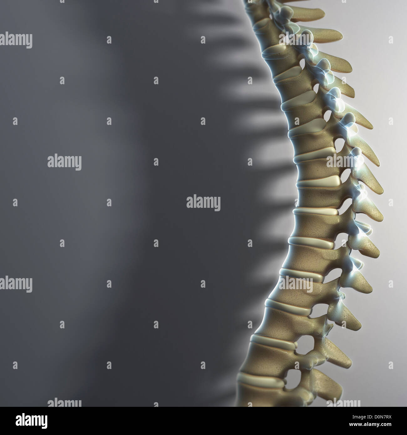 The spine viewed side perspective against gray background. spine is lit ...