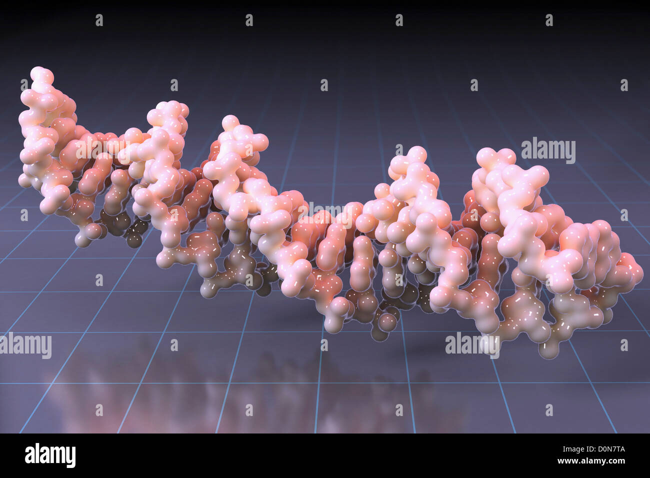 Structure of human DNA or deoxyribonucleic acid (PDB 1BNA Stock Photo ...