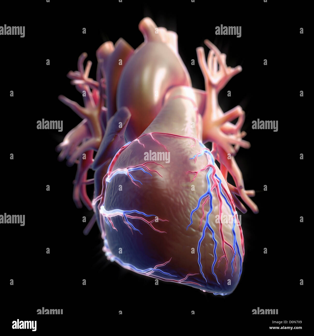 Front view of the heart with coronary blood vessels visible set against ...