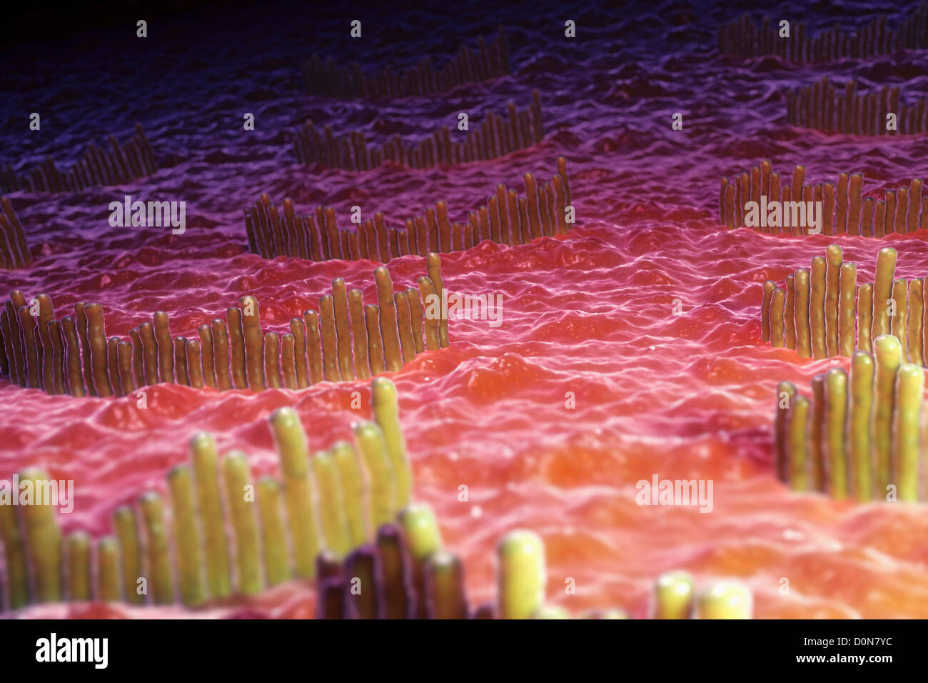 Inner ear hair cells hi-res stock photography and images - Alamy