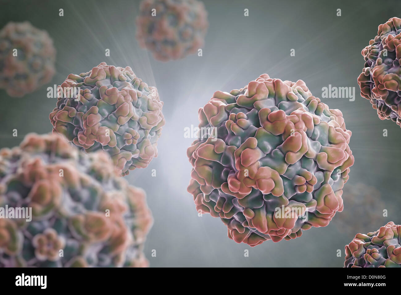 Structure Feline Panleukopenia Virus (FPV) (PDB 1C8E) also known as ...