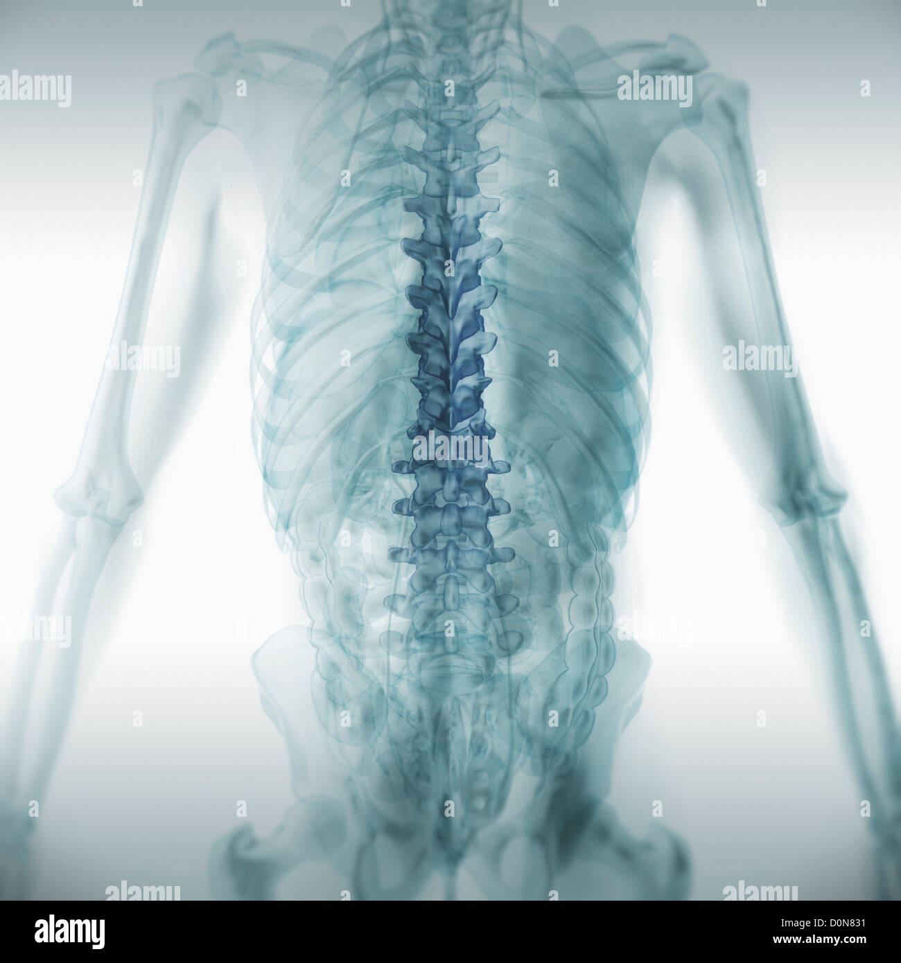 Rear view anatomy back transparent skin revealing internal anatomy ...