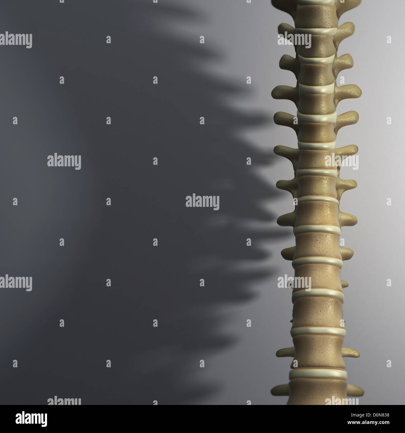 The spine viewed from a front perspective against a gray background ...