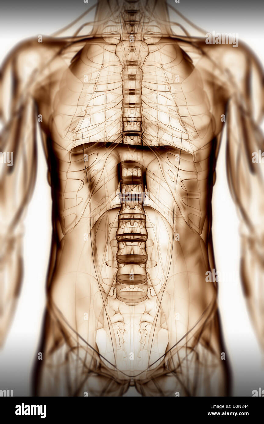 A transparent skin reveals the muscles and skeletal structures of the ...