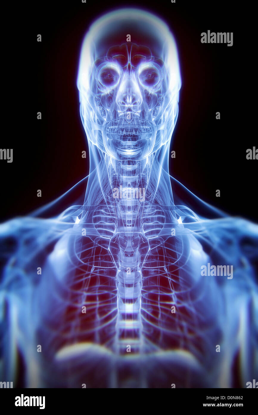 Transparent skin reveals muscles skeletal hi-res stock photography and ...