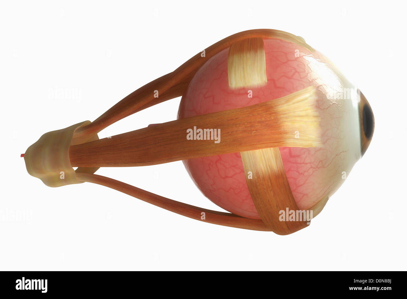 Human eye ball hi-res stock photography and images - Alamy