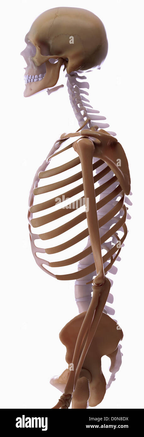 The bones of the human skeleton viewed from side Stock Photo - Alamy