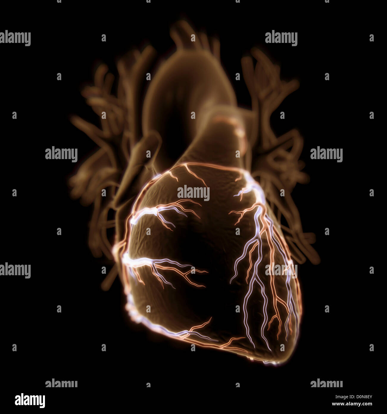 Front view of the heart with coronary blood vessels visible set against ...
