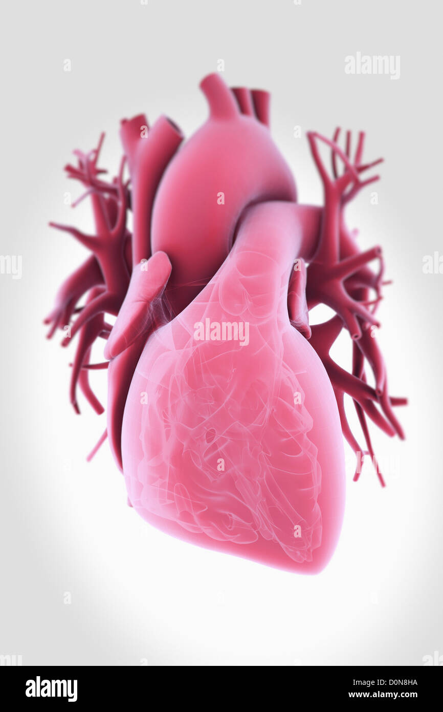A transparent human heart with internal anatomy visible Stock Photo - Alamy