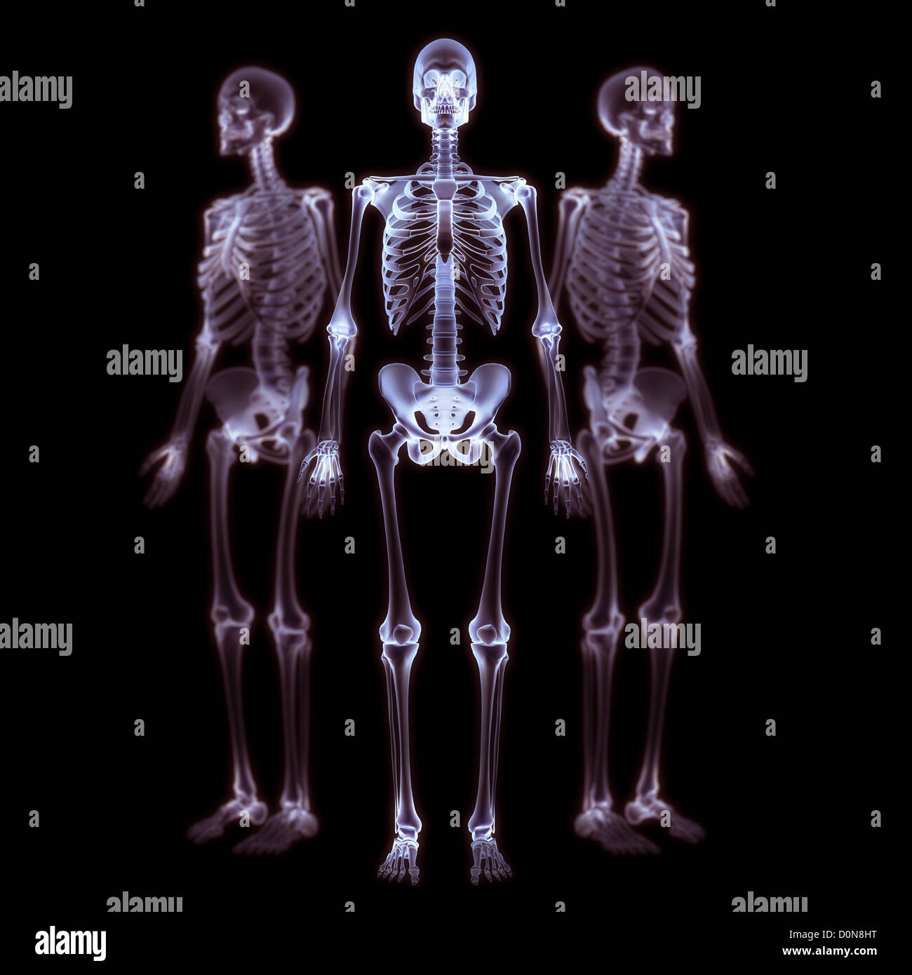 Full body view of three human skeletons standing next to each other ...