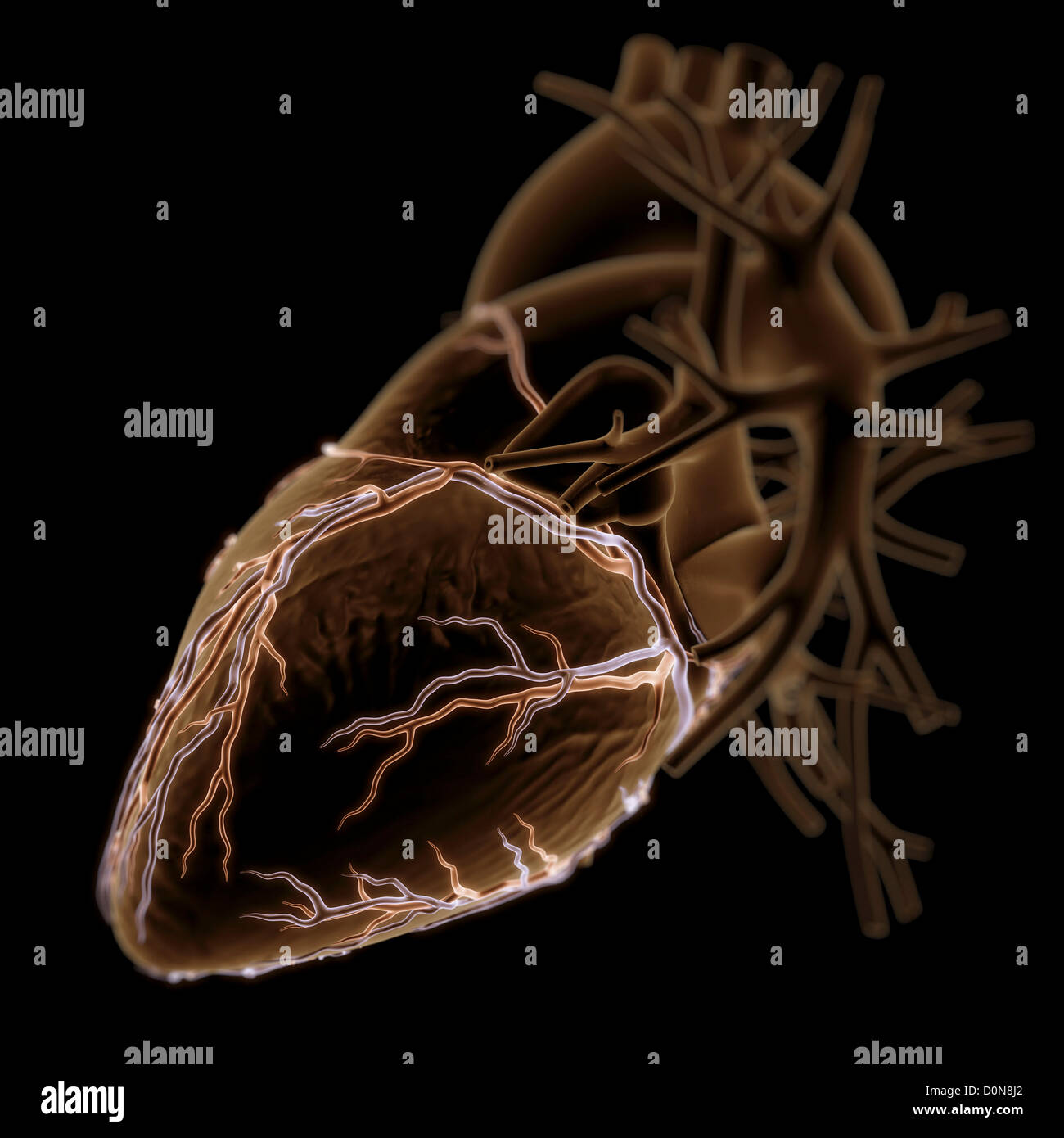 Side view of the heart anatomy and its coronary blood vessels Stock ...