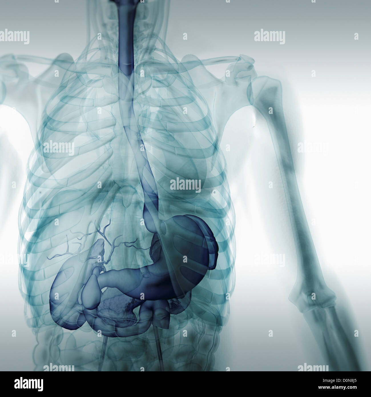 A stylized view of a torso with the organs of the digestive system ...