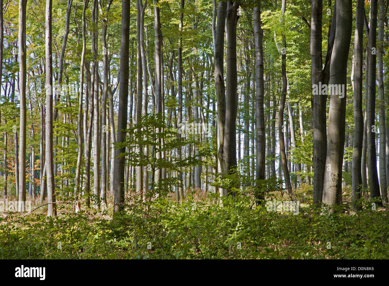 Beechwood forest hi-res stock photography and images - Alamy