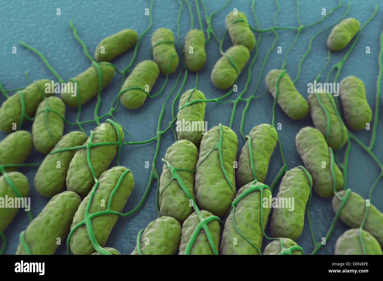 Enterobacteria hi-res stock photography and images - Alamy