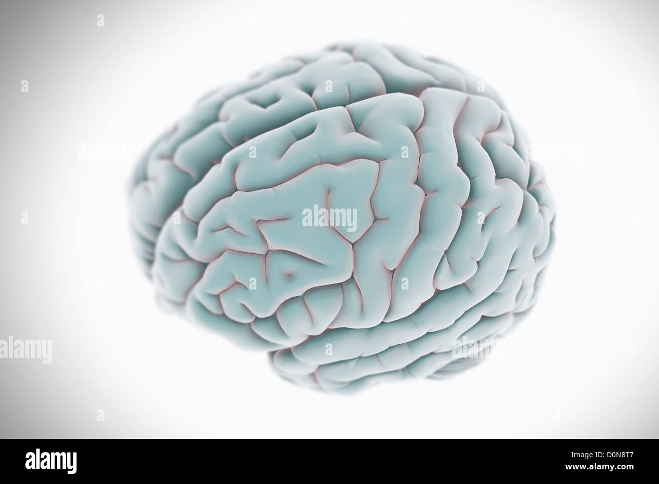 Human brain anatomy superior view hi-res stock photography and images ...