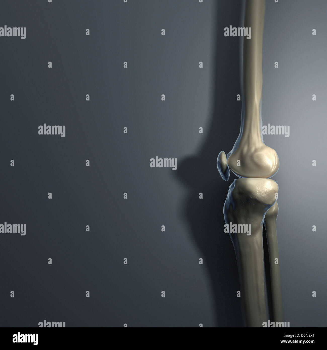 Anatomy of the knee side view hi-res stock photography and images - Alamy