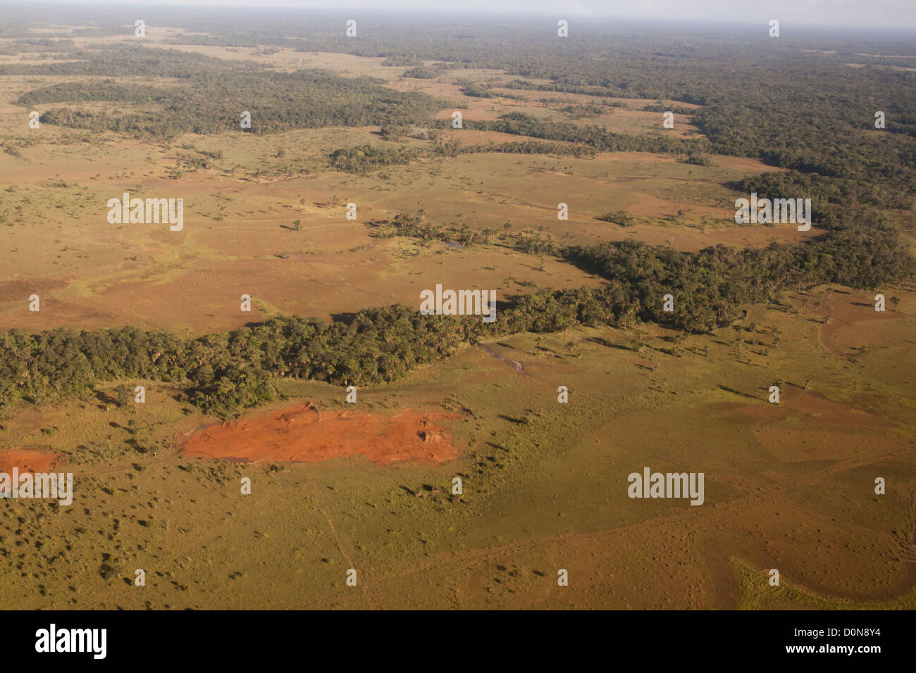 Amapa tree hi-res stock photography and images - Alamy