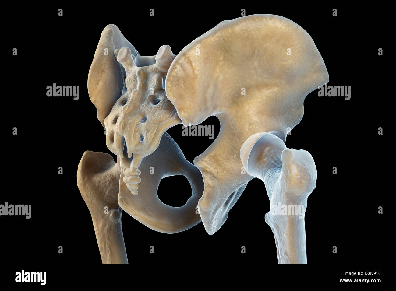 Rear three-quarter view of an anatomical model of the male pelvis and ...