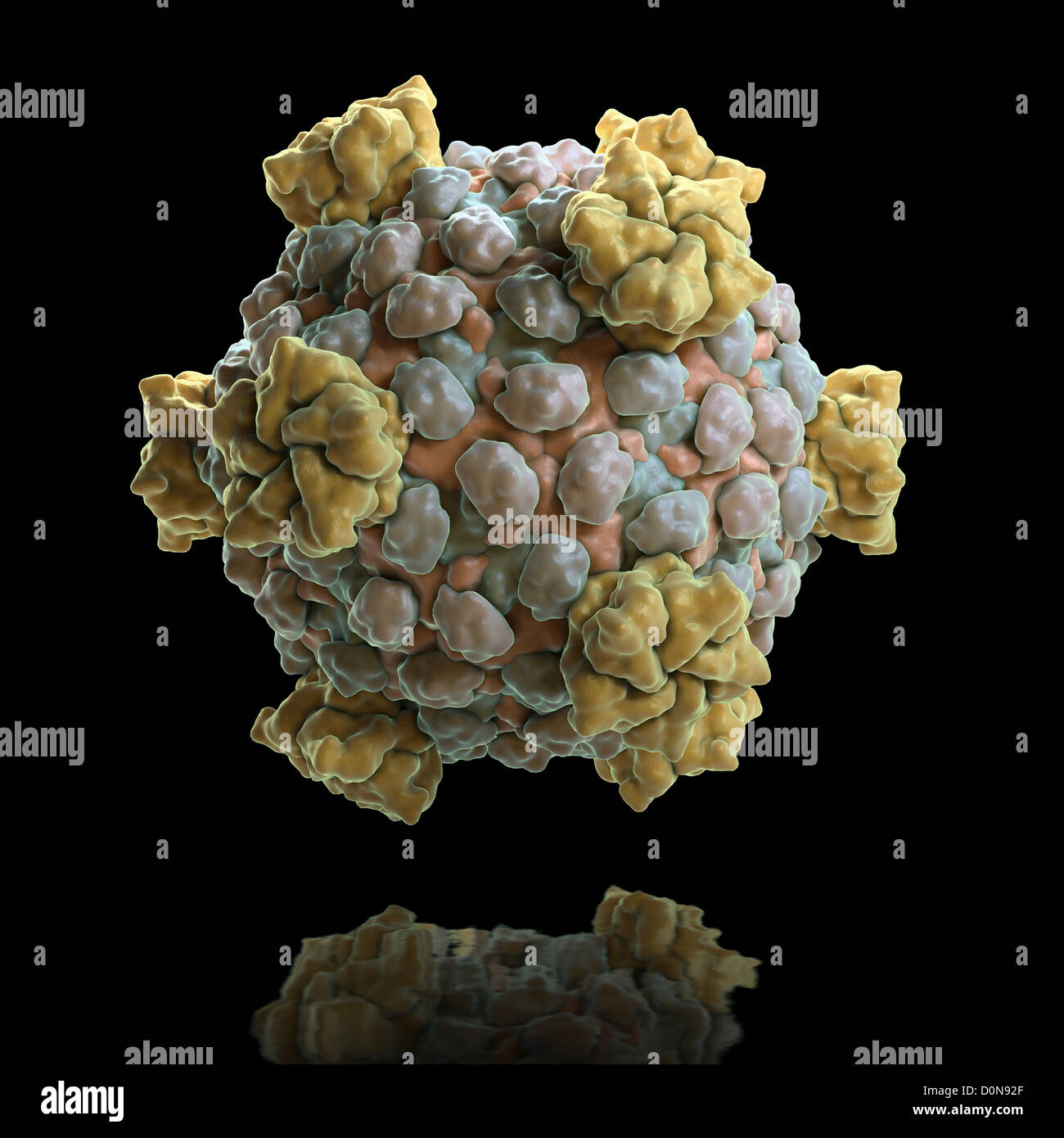 Structure Reovirus core (PDB 1EJ6) which synthesizes modifies exports ...