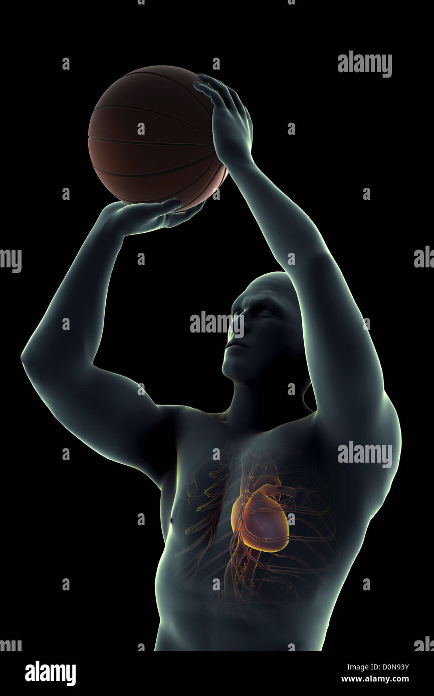 Male figure jumping basketball about take shot. internal anatomy ...