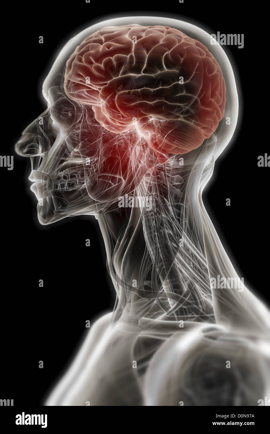 Brain Nerves Side View