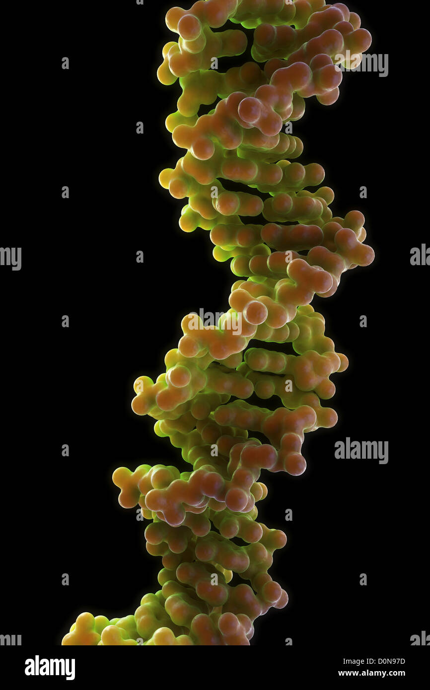 Structure of human DNA or deoxyribonucleic acid (PDB 1BNA Stock Photo ...