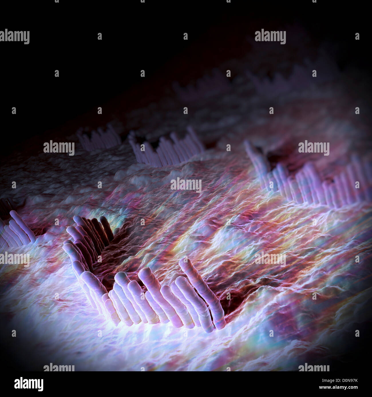 Inner ear hair cells hi-res stock photography and images - Alamy