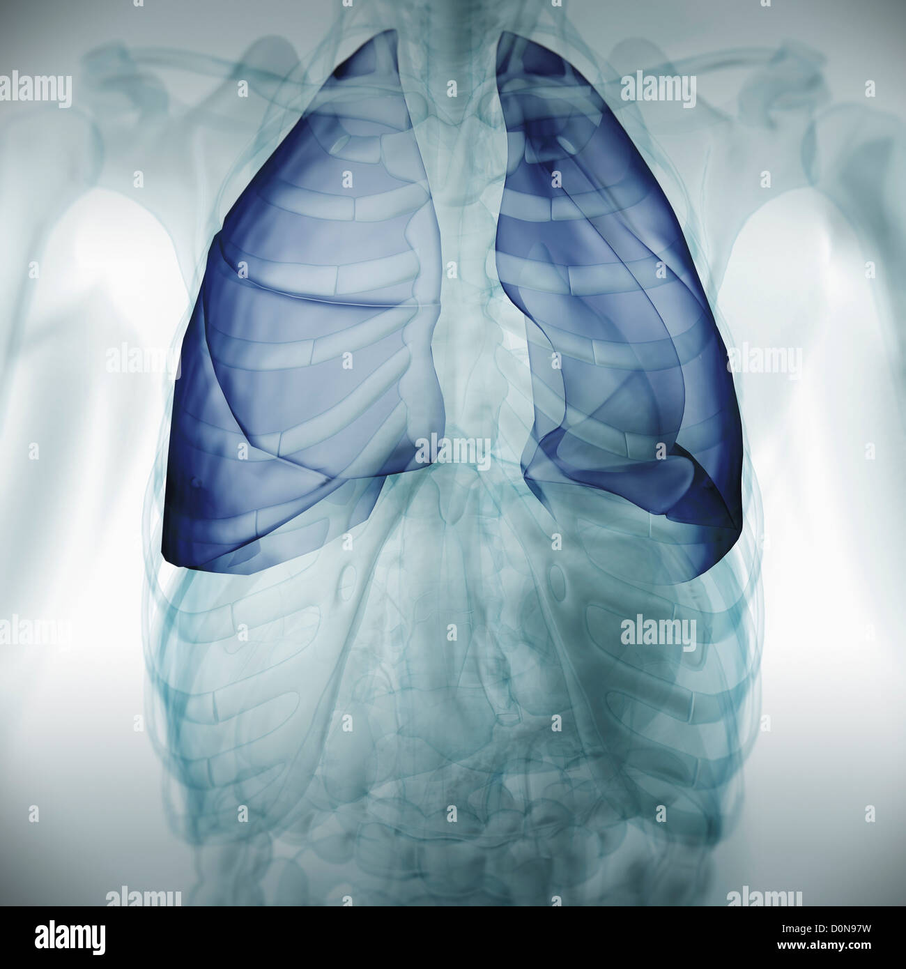 Front view of the chest anatomy with the lungs highlighted Stock Photo ...