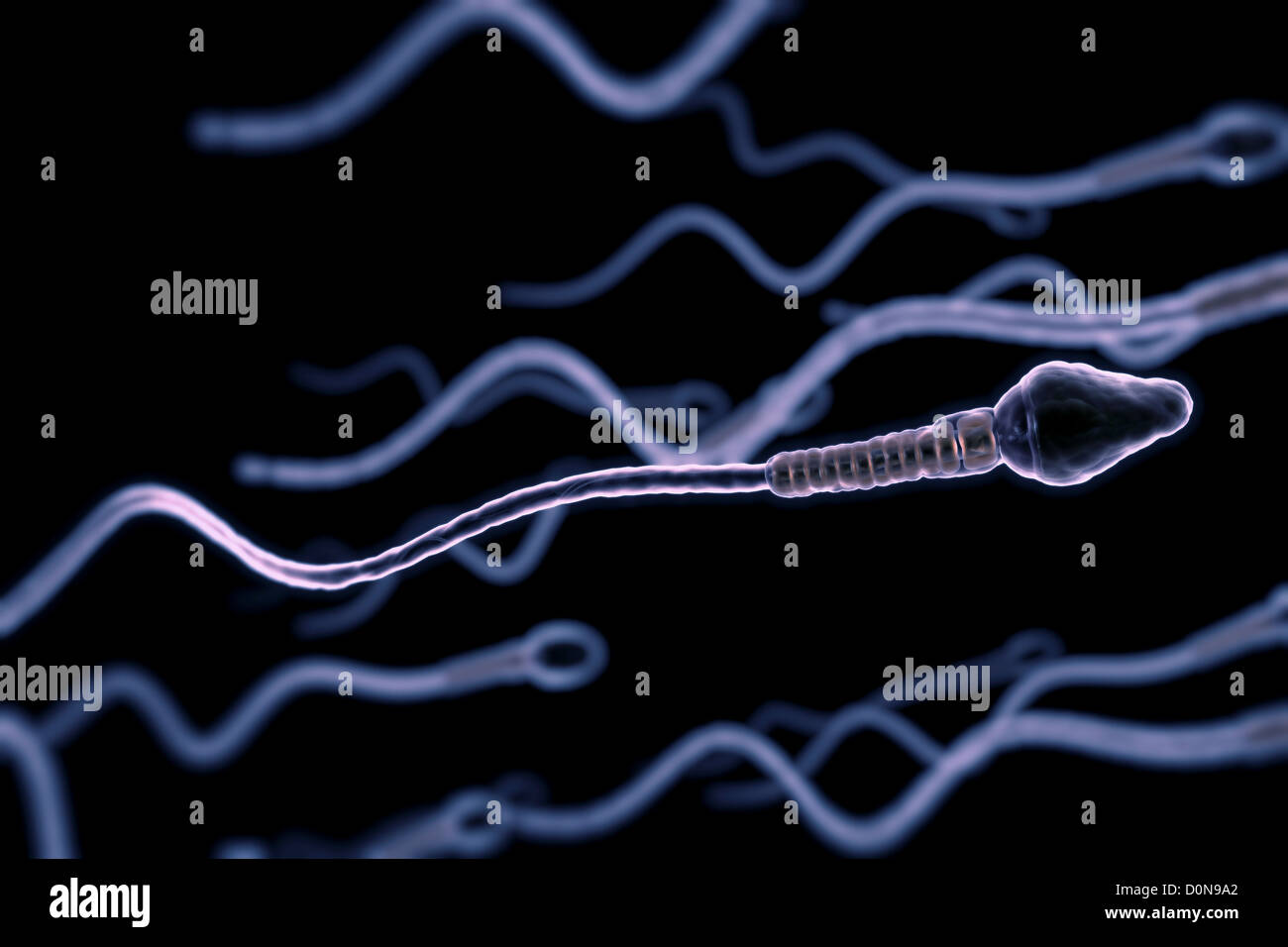 A group of sperm cells swimming in the fallopian tube Stock Photo - Alamy