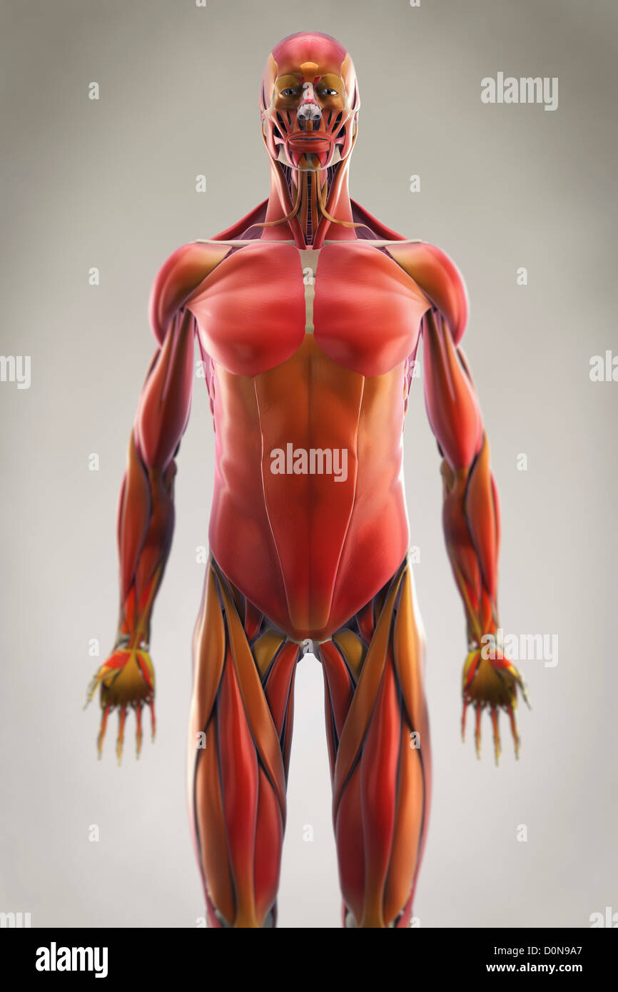 Muscles of the upper body hi-res stock photography and images - Alamy