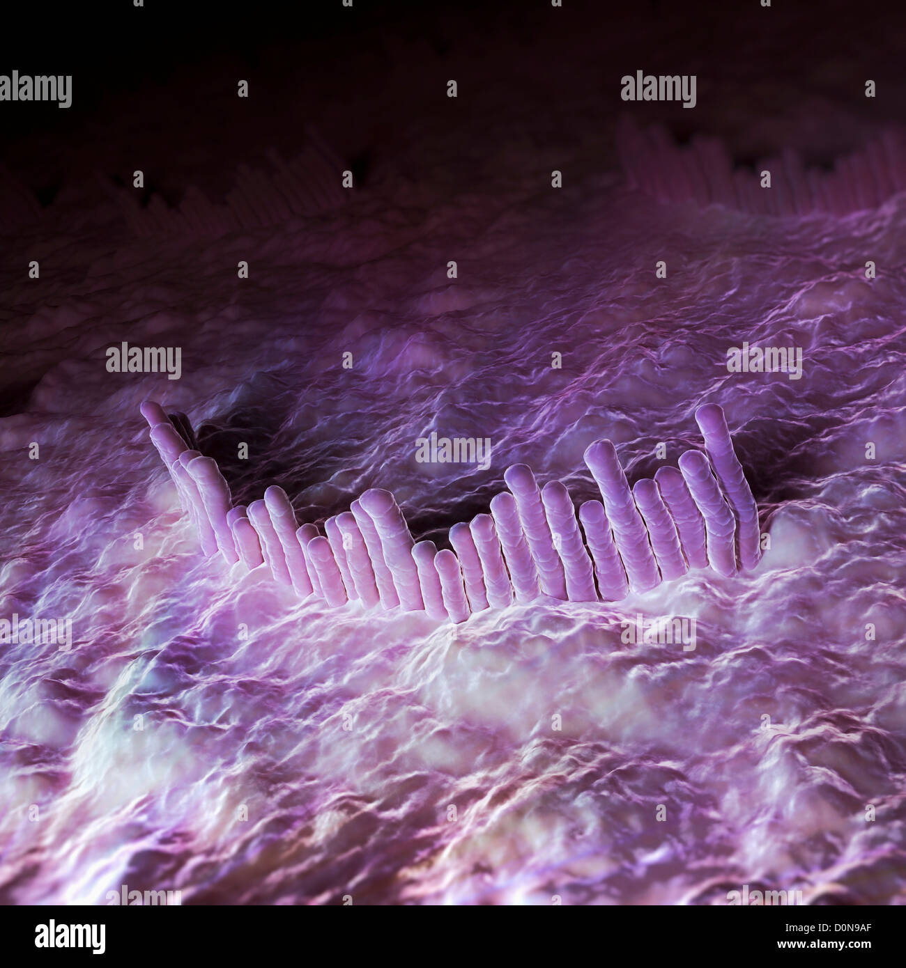 Close up view of hair cells, which are the sensory receptors of the ...