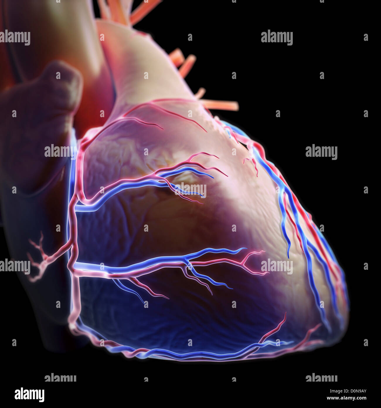 Side view of the heart anatomy and its coronary blood vessels Stock ...