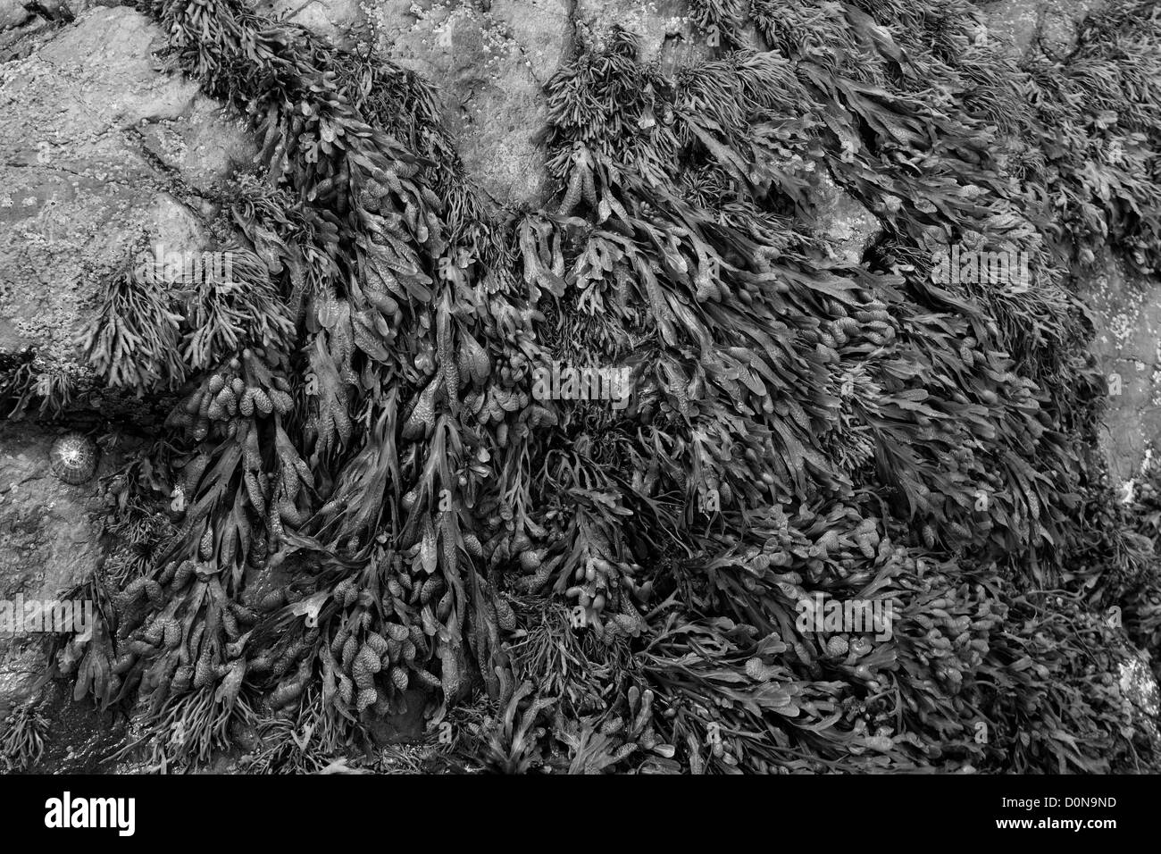Black and White, Bladder Wrack seaweed, (Fucus vesiculosus Stock Photo ...