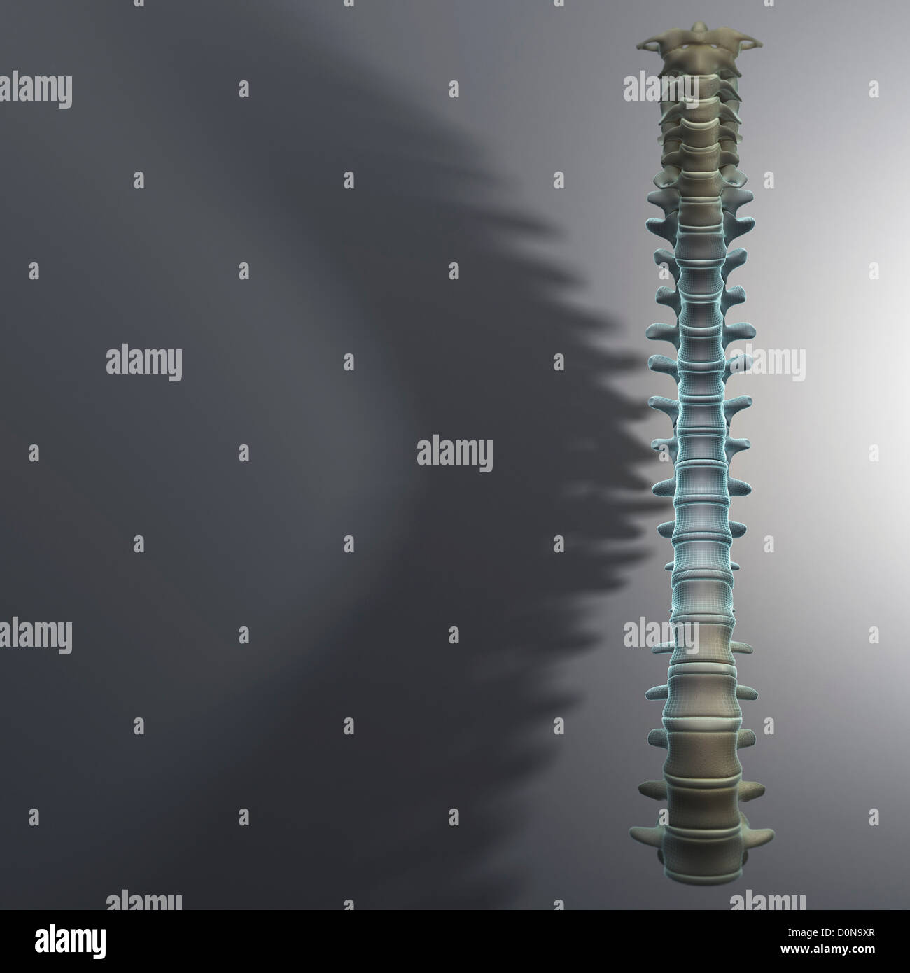 The spine viewed front perspective against gray background. spine is ...