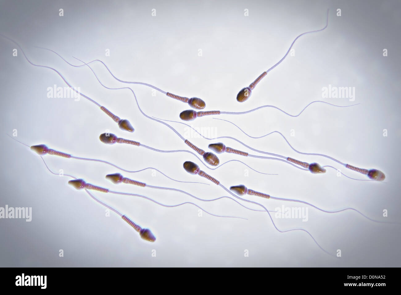Multiple male sperm cells Stock Photo - Alamy