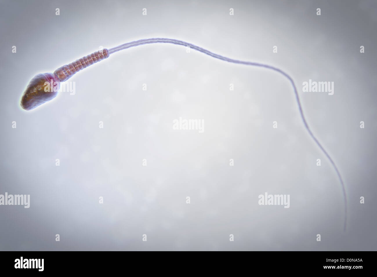 A single male sperm cell Stock Photo - Alamy