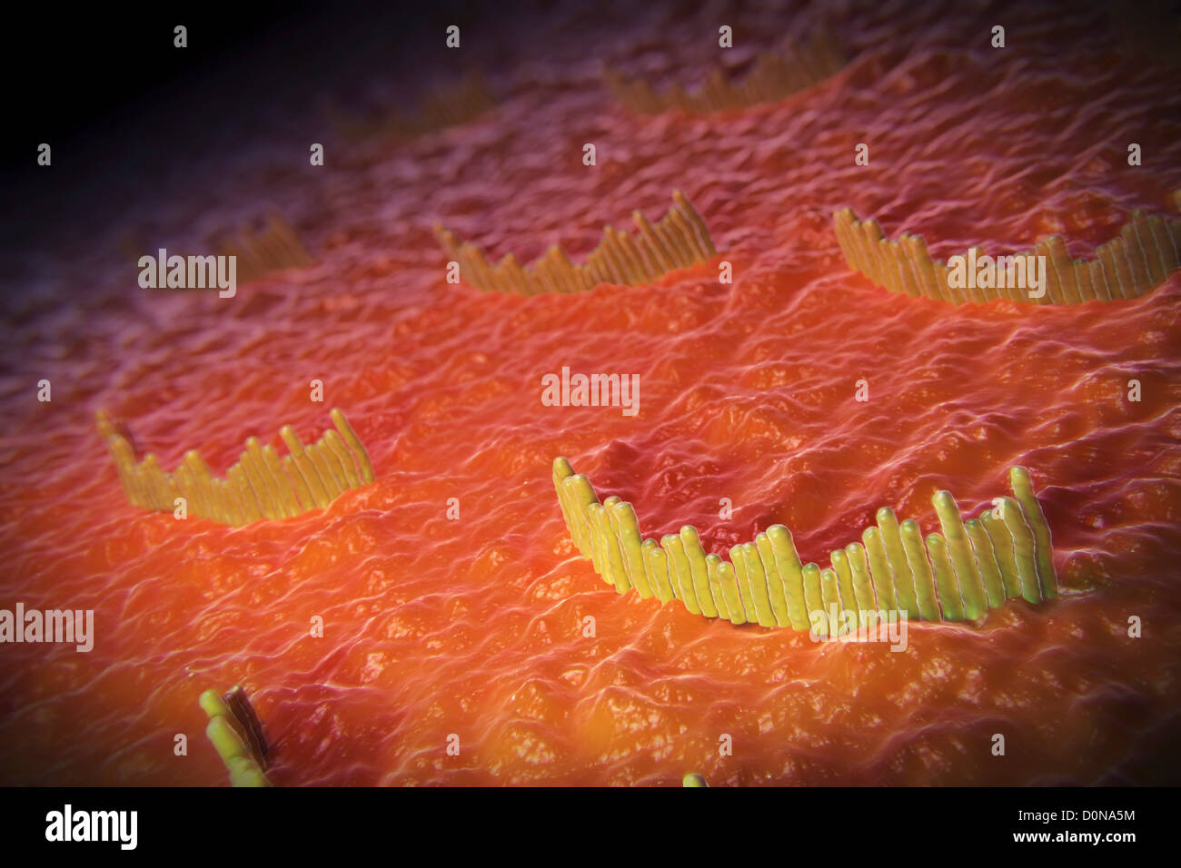 Ear hair cells hi-res stock photography and images - Alamy