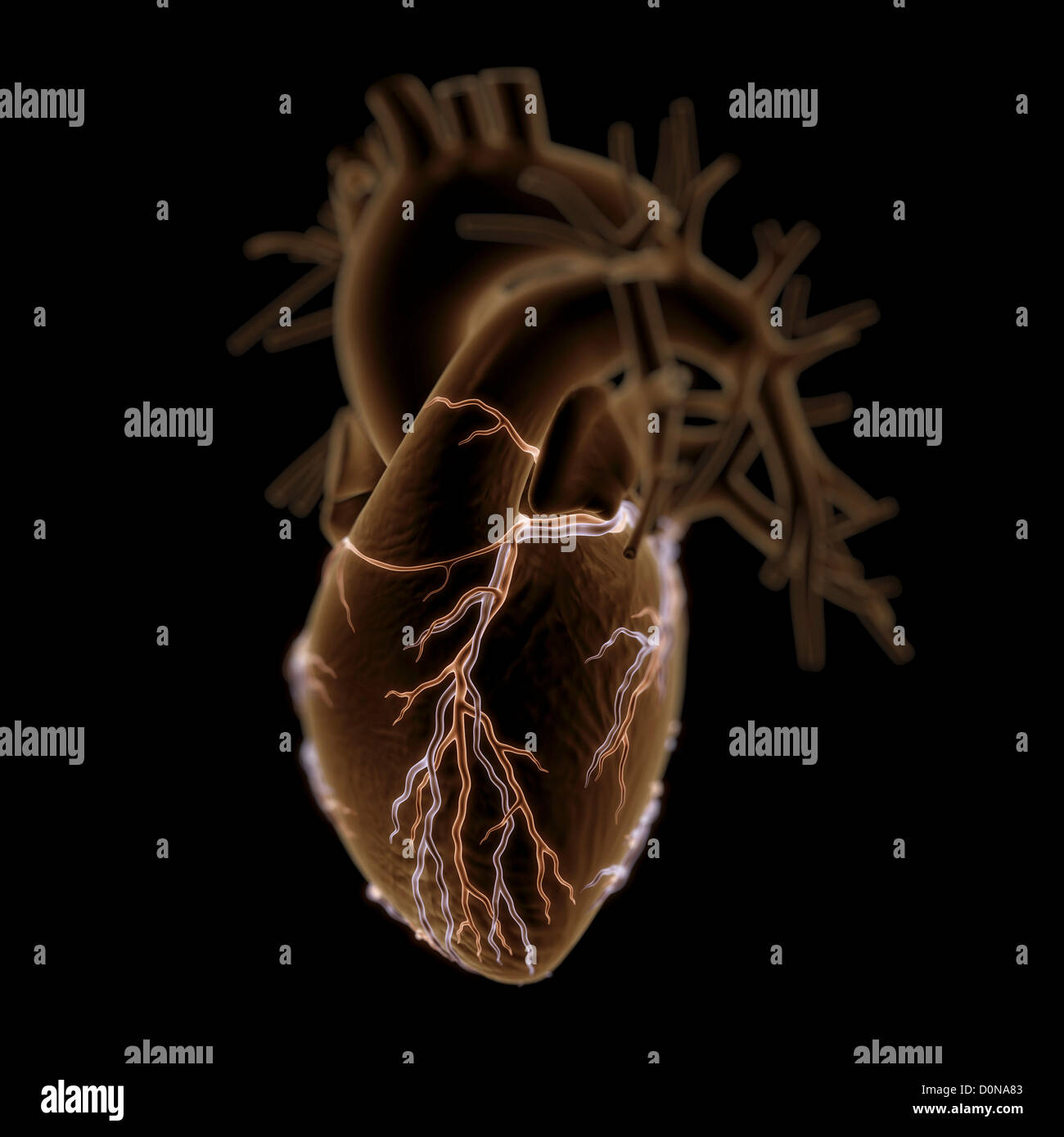 Human heart anatomy side view hi-res stock photography and images - Alamy