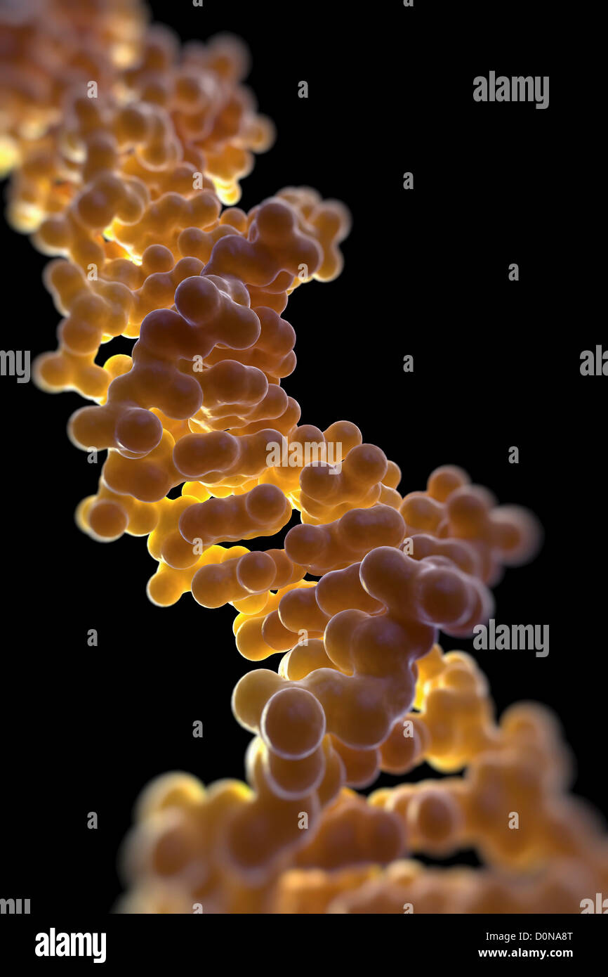 Structure of human DNA or deoxyribonucleic acid (PDB 1BNA Stock Photo ...