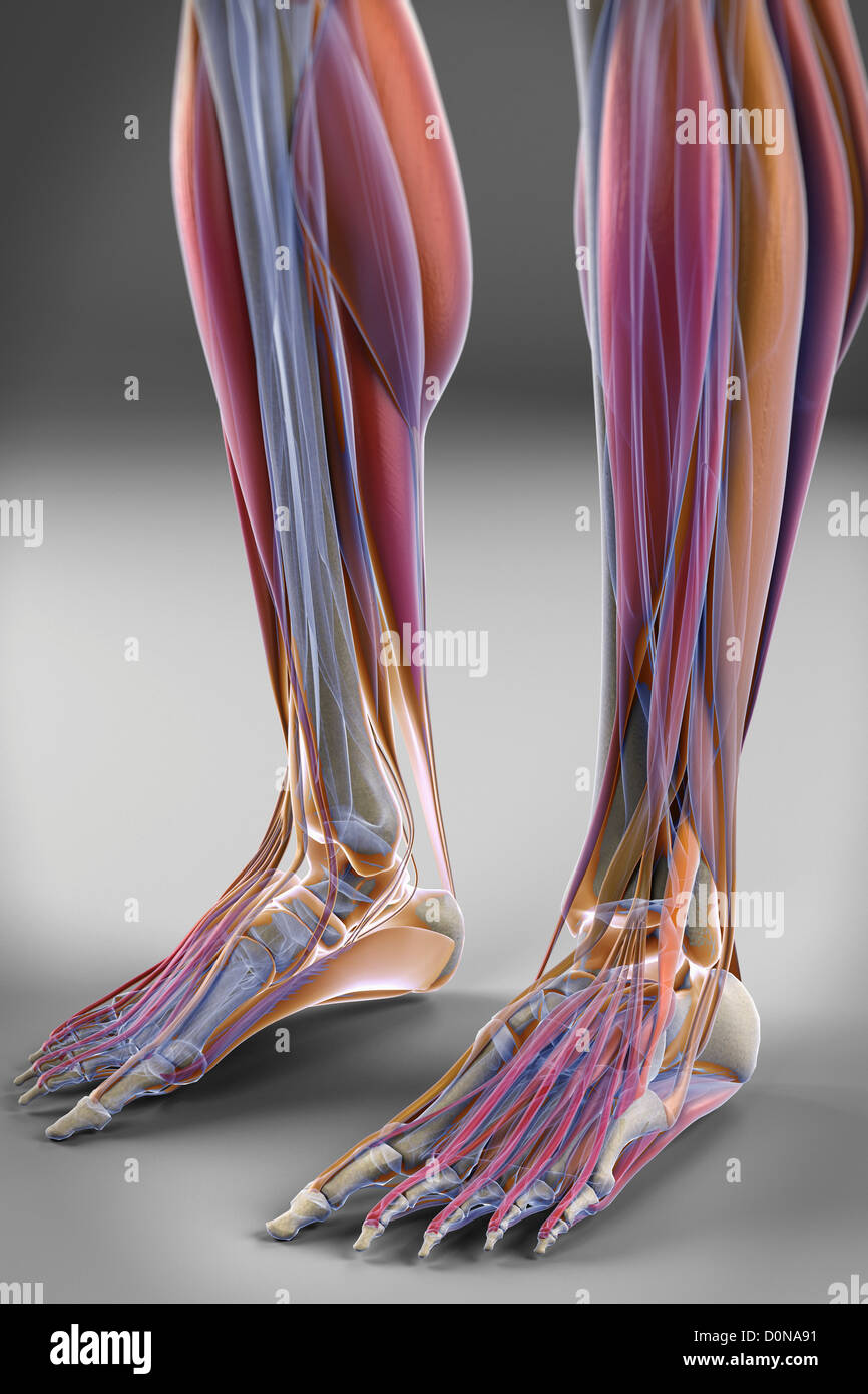 The muscles of the legs and feet, which are transparent revealing the ...