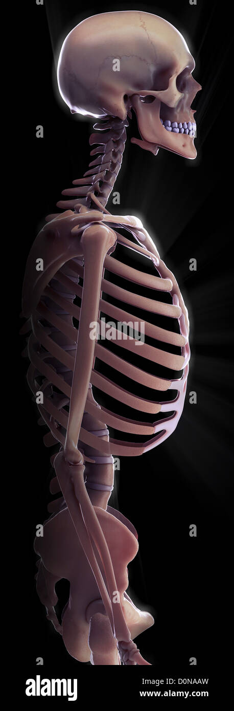 The bones of the human skeleton viewed from side Stock Photo - Alamy