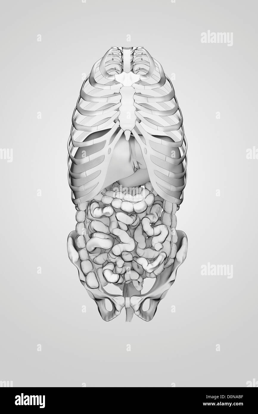 Organs of the digestive system within the bones of the torso viewed ...