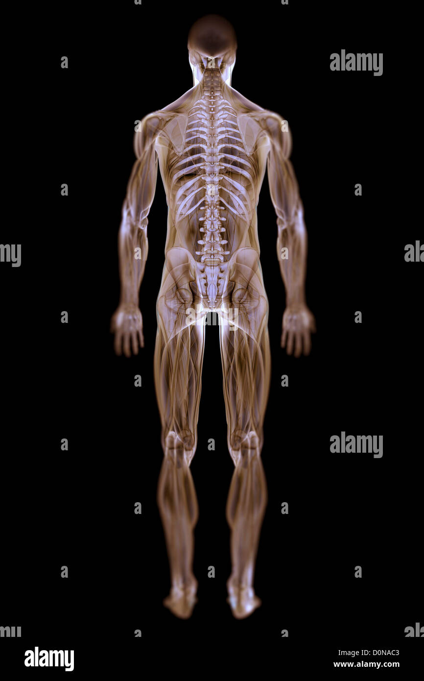 A transparent skin reveals the muscles and skeletal structures of the ...
