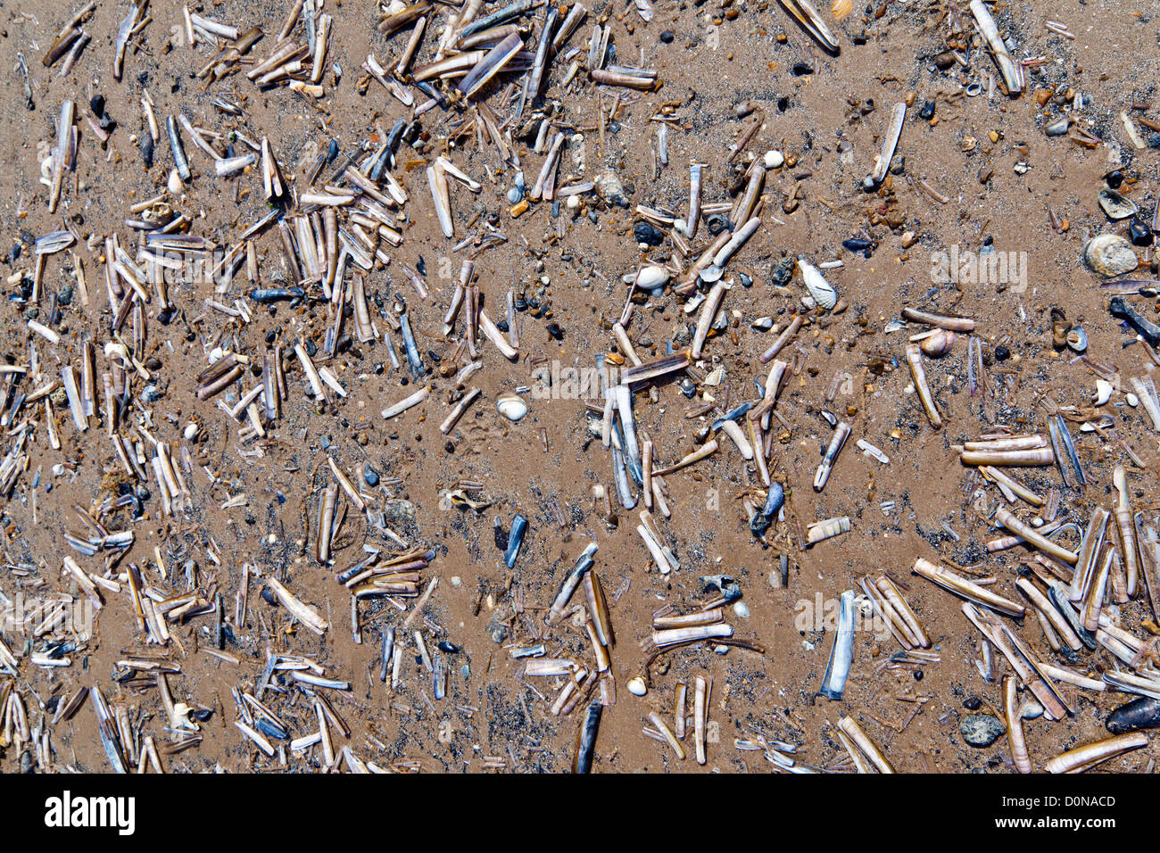 Razor Fish Shells on the Beach Brancaster Norfolk Stock Photo - Alamy